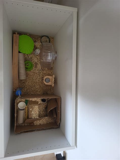 weird behavior r hamster