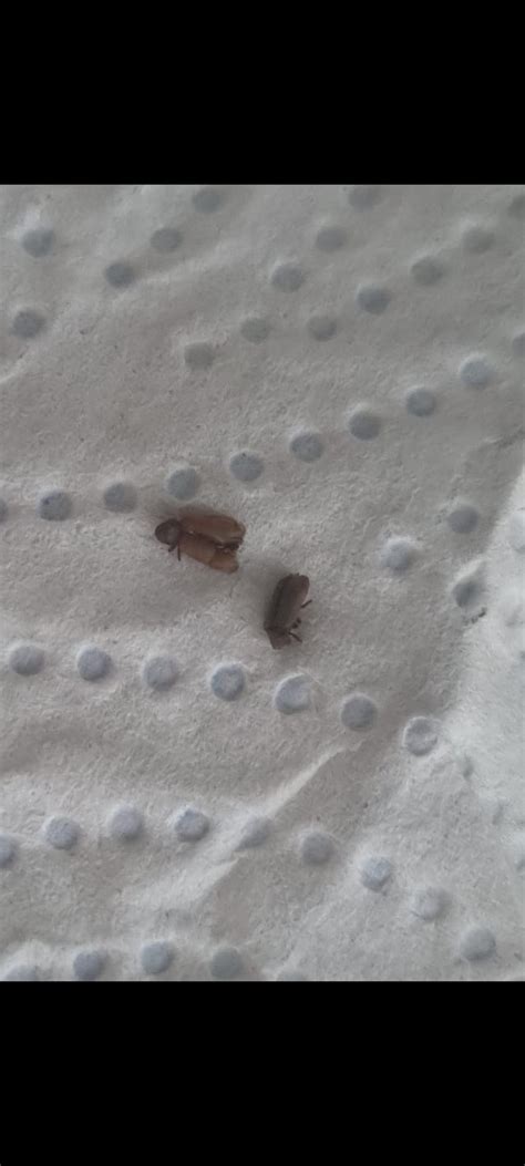 Can Anyone Help These Are In My Mams House Uk R Whatsthisbug