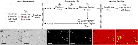 Tracking Algorithm The Tracking Algorithm Follows All Moving Objects