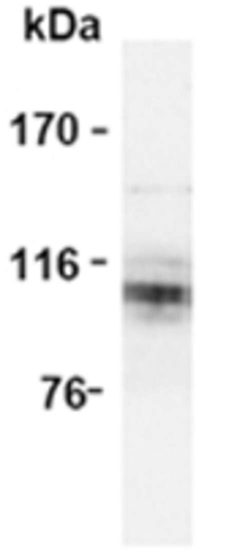 Invitrogen Amyloid Precursor Protein Monoclonal Antibody 3e9 50 μg