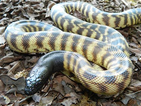 Adult Breeders Derek Roddys Black Headed Pythons