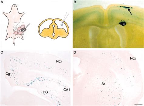 Layer Specification Of Transplanted Interneurons In Developing Mouse Neocortex Journal Of