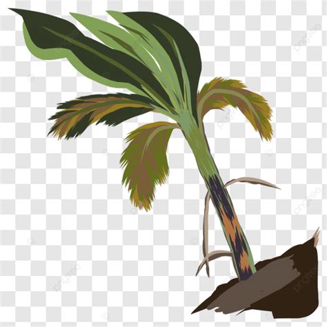 큰 바나나 나무의 그림 벡터 나무 잎 바나나 Png 일러스트 및 벡터 에 대한 무료 다운로드 Pngtree