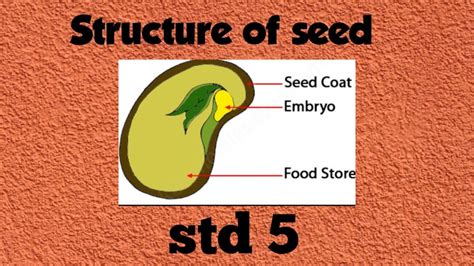 Seed Structure Structure Of Seed In Plant Class 5 Science Seed Structure Function Role Of