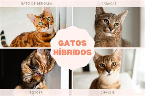 8 Gatos Híbridos Qué Son Razas Y Orígenes Con Imágenes