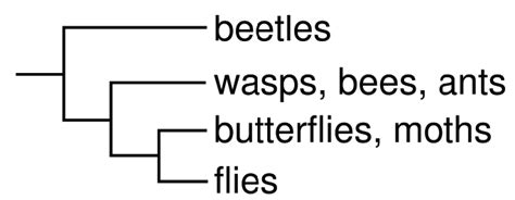 Phylogenetic Classification ‹ Opencurriculum