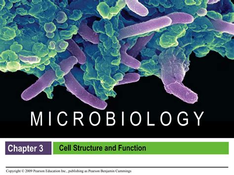 SOLUTION Lec Cell Structure And Function Studypool