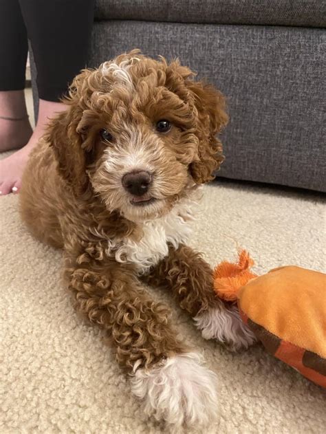 Mini Gooden Doodle Or Cockapoo Rgoldendoodles