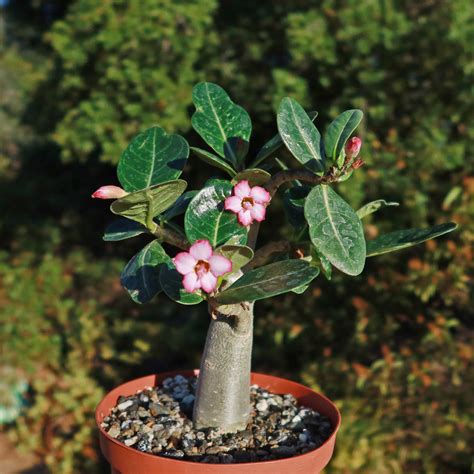 Shop Desert Rose Adenium Obesum Care And Growing Guide Planet Desert