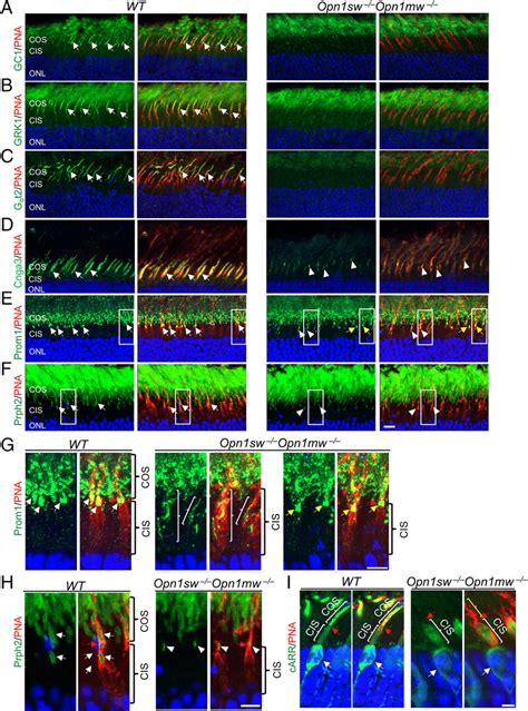 Localization Of Outer Segment Membrane Proteins In Wt And Opn1sw ÀÀ