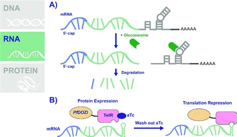 Conditional Knockdown Of Translation Using The Glms Ribozyme Or Download Scientific Diagram