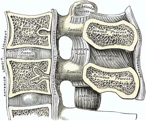Ligamentum Supraspinale Ars Neurochirurgica