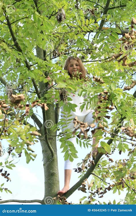 Peu D Enfant Fille Accrochant Sur La Branche Image Stock Image Du