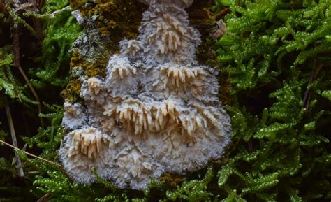Fungi Of Worth Forest