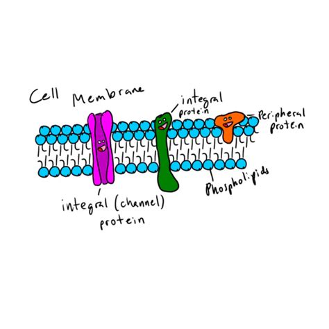 Choline Brain Food Lifetropics