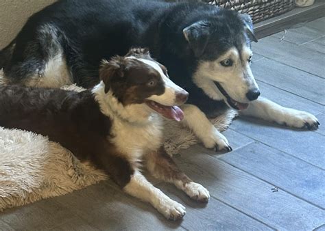 Advice For Mini Losing Big Brother Rminiaussies