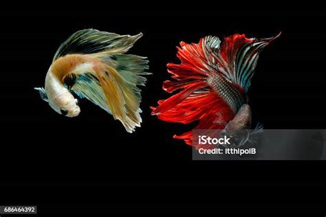 흰색 샴 싸우는 물고기 검은 배경에 고립의 움직이는 순간을 캡처하십시오 Betta 물고기 감금 상태에 대한 스톡 사진 및 기타