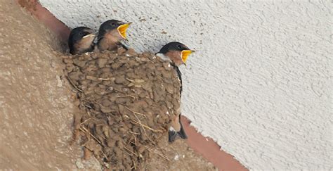 Barn Swallow Nests