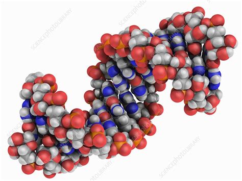 Human Rna With Rna Repeats Molecular Model Stock Image C0543978