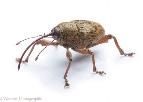 Nut Weevil Photo Wp20472