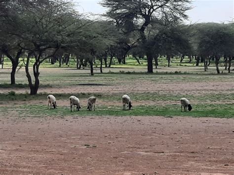 Environment Ahmed Mohmed