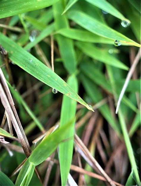 Dew Drops Pyrography By Darsh N Patel Fine Art America