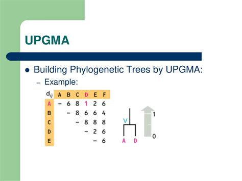 Phylogenetic Trees Ppt Download
