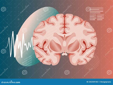 Brain Transverse Section Illustration Stock Vector Illustration Of