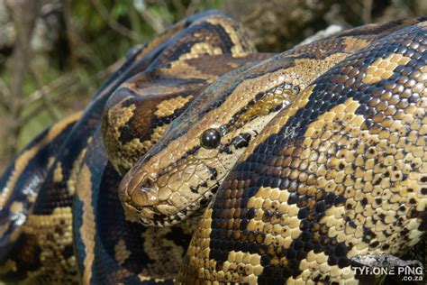 Python Natalensis Southern African Python