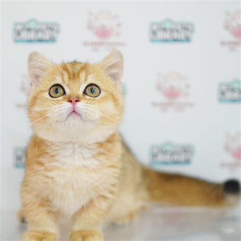 Munchkin Standard