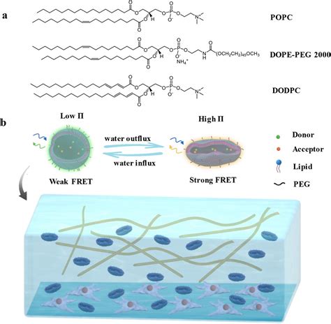 Osmotic Pressure In Cells