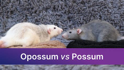 Opossum Vs Possum Whats The Difference Meaning And Key Facts Trinka 1