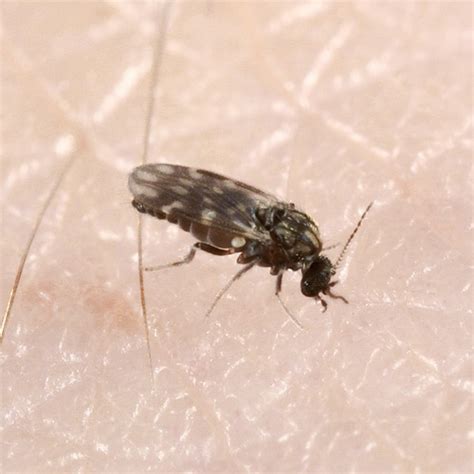 Pest Advice For Controlling Midges
