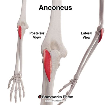Anconeus Muscle Anatomy Bodyworks Prime