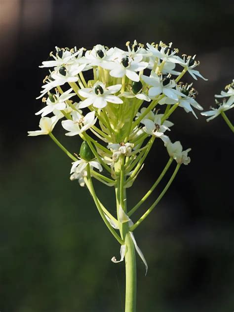 Ornithogalum Saundersiae Ster Van Bethlehem
