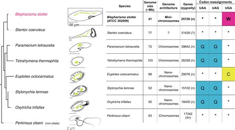 Ciliates Diagram