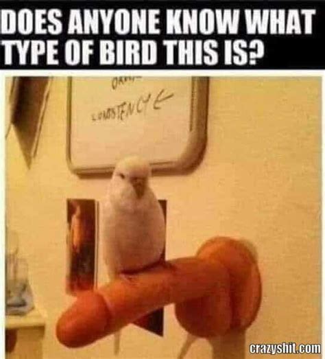 Weird Type Of Bird Crazy Shit