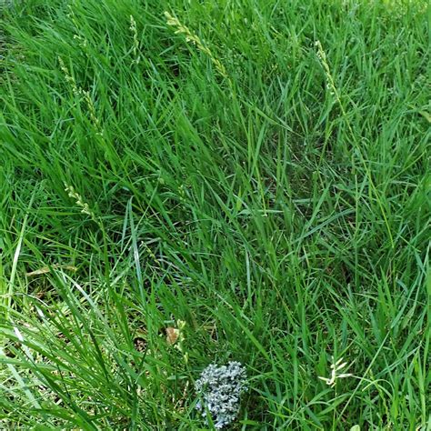 Lolium Perenne Ssp Perenne Perennial Ryegrass 10000 Things Of The