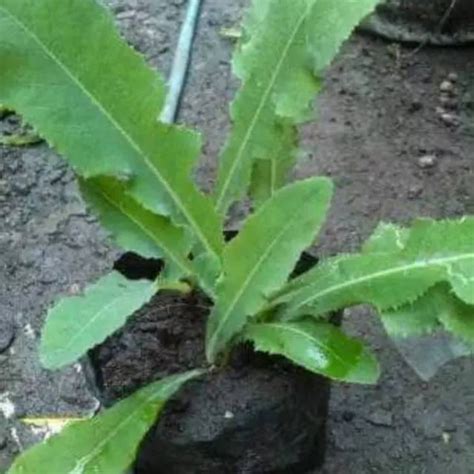 Jual Bibit Tempuyung Tanaman Tempuyung Herbal Alami Daun Tempuyung Shopee Indonesia