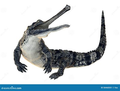Indian Gharial Cartoon Vector Illustration 98036194