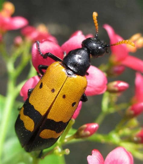 Beetle Life Cycle Learn About Nature