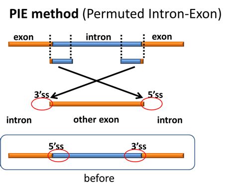 Teamuprojectscircularandrna