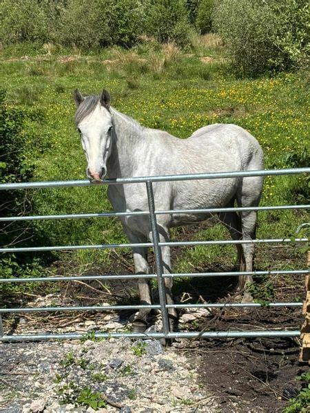 Ects Grade 6 All Sections Ads For Sale In Ireland Donedeal