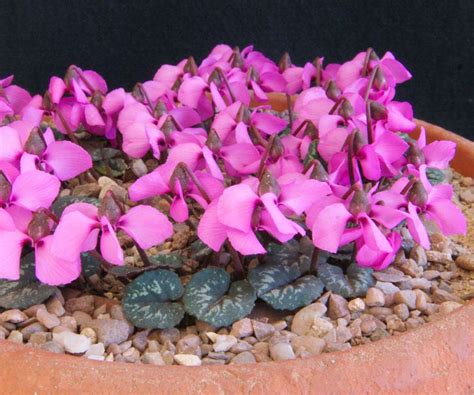 Растение цикламен (Cyclamen)