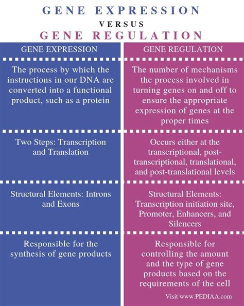 What Is The Difference Between Gene Expression And Gene Regulation