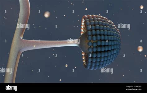 3d Rendering Of Aspergillus Genus Aspergillosis Is A Spectrum Of