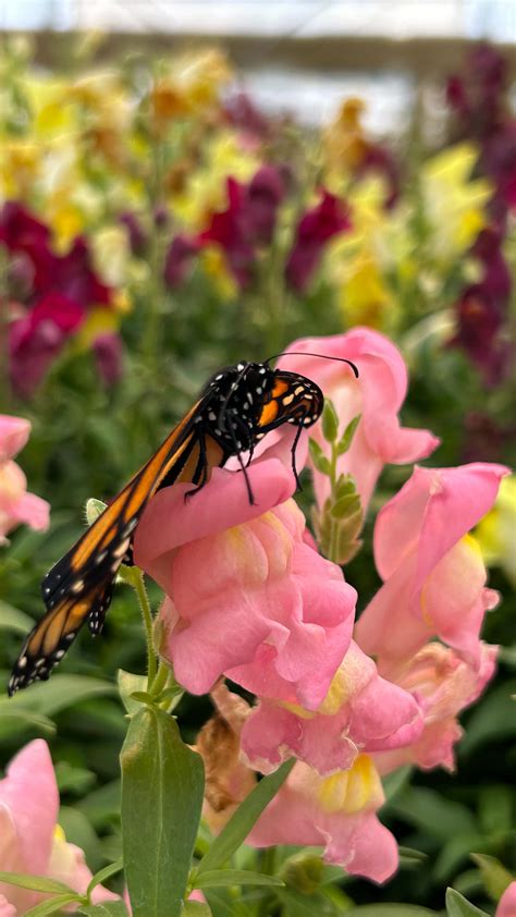 Alex Simon Alexsimon Music • Instagram Photos And Videos