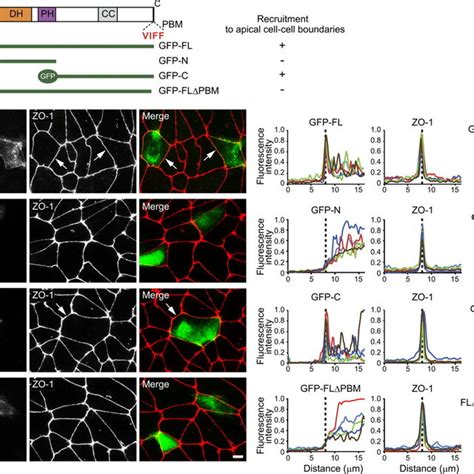 Schematic Representation Of Lulu2 Involvement In Regulation Of The Download Scientific Diagram