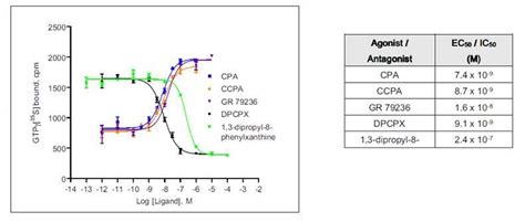 Data Analysis For Sulfur 35 Gtp Binding Assays Revvity