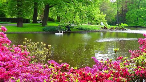 Download Explore The Beauty Of Nature In A Garden